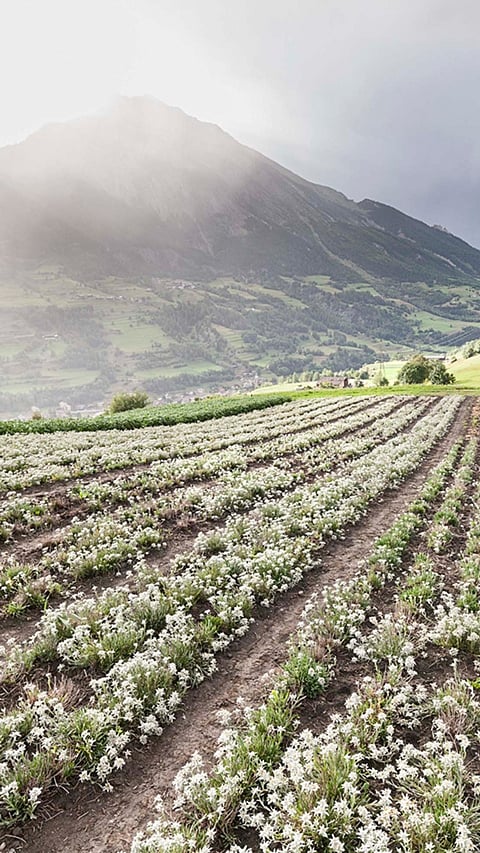Edelweiss from Valais - Weleda - Weleda