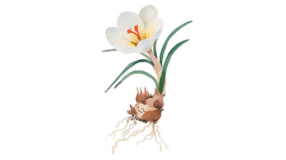Crocus Chrysanthus Bulb Extract - Weleda