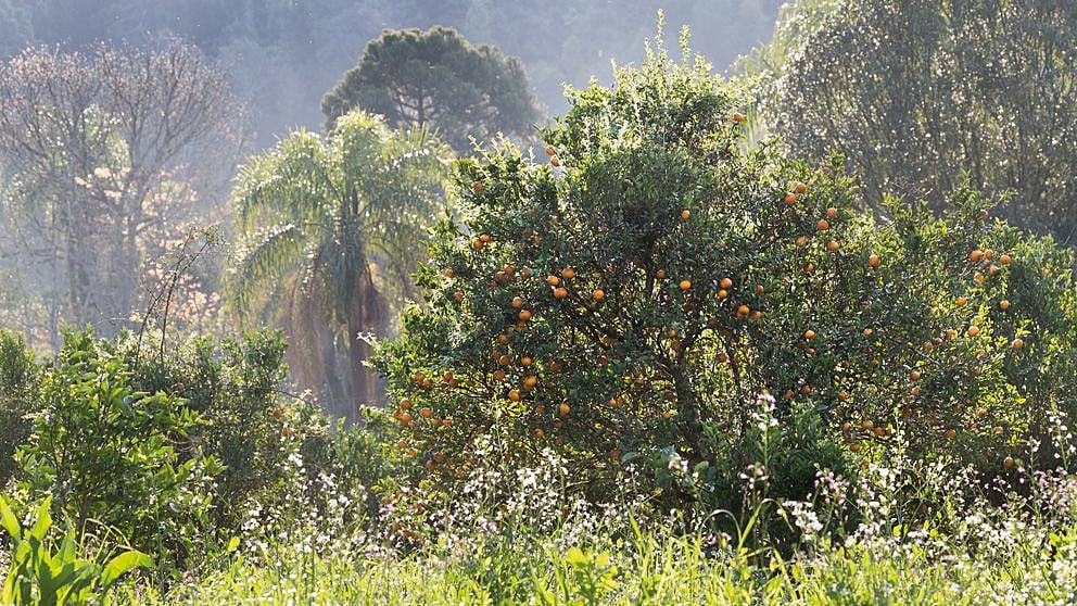 A brief overview of biodiversity - Weleda